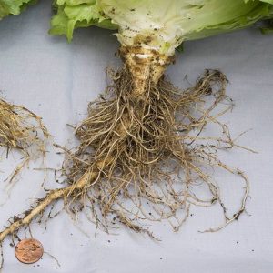 Root Rot – Causes, Symptoms, Prevention, and Control