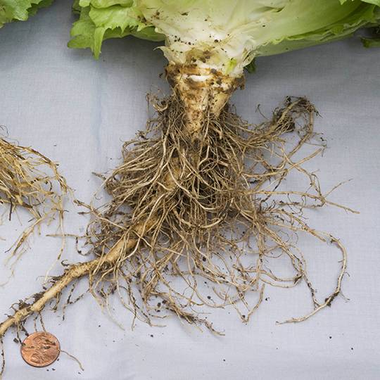 Plant Disease Brite Ideas Aquaponics Hydroponics Organics Plant Disease Brite Ideas Aquaponics Hydroponics Organics