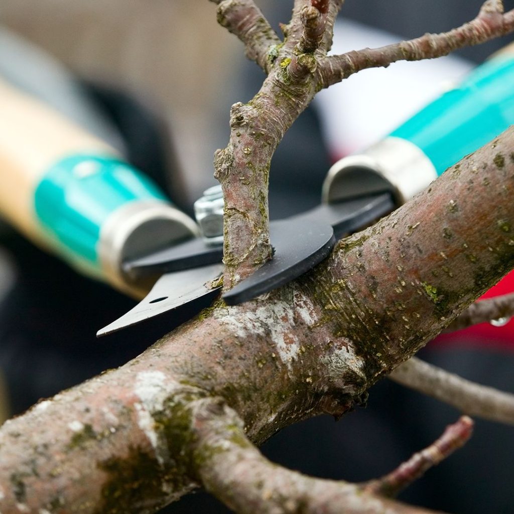 Summer Tree Pruning Techniques | Elite Tree Care