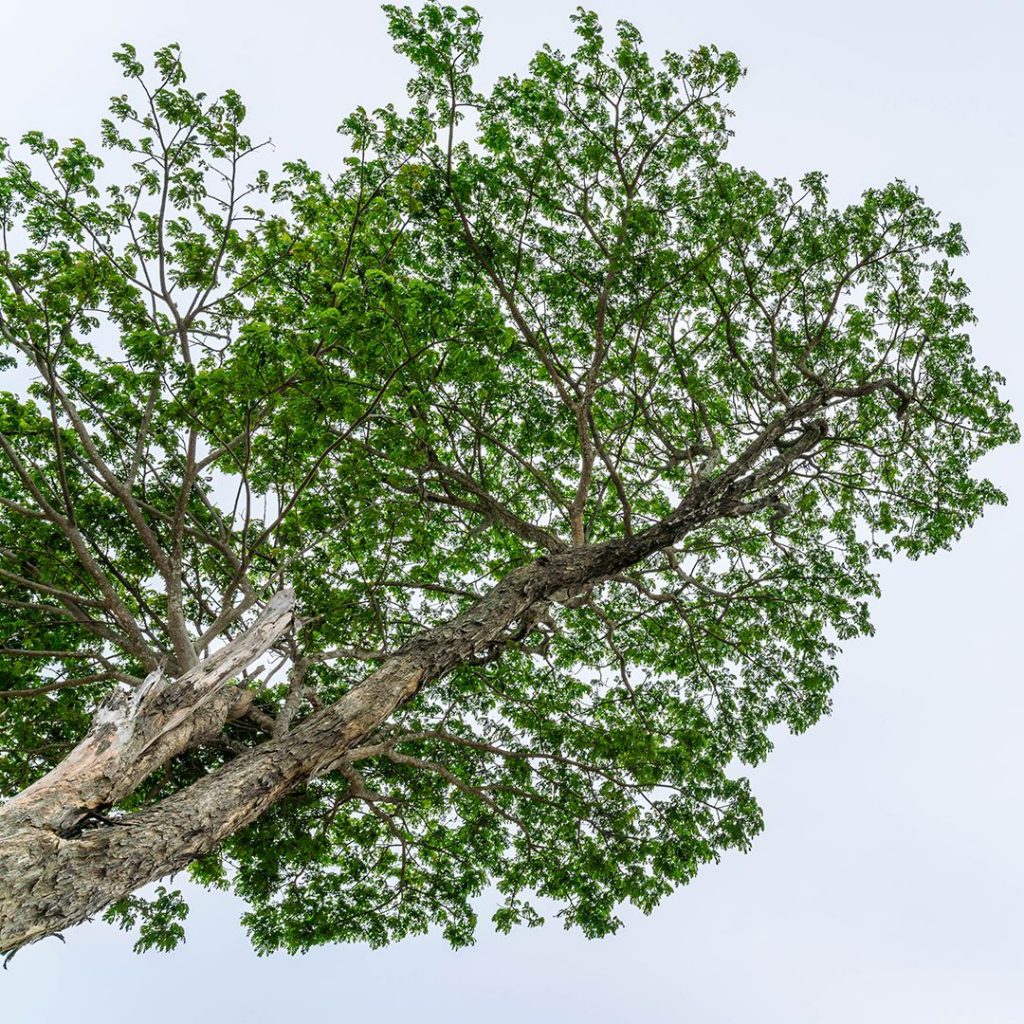 Tree Removal Process in 7 Steps | Elite Tree Care