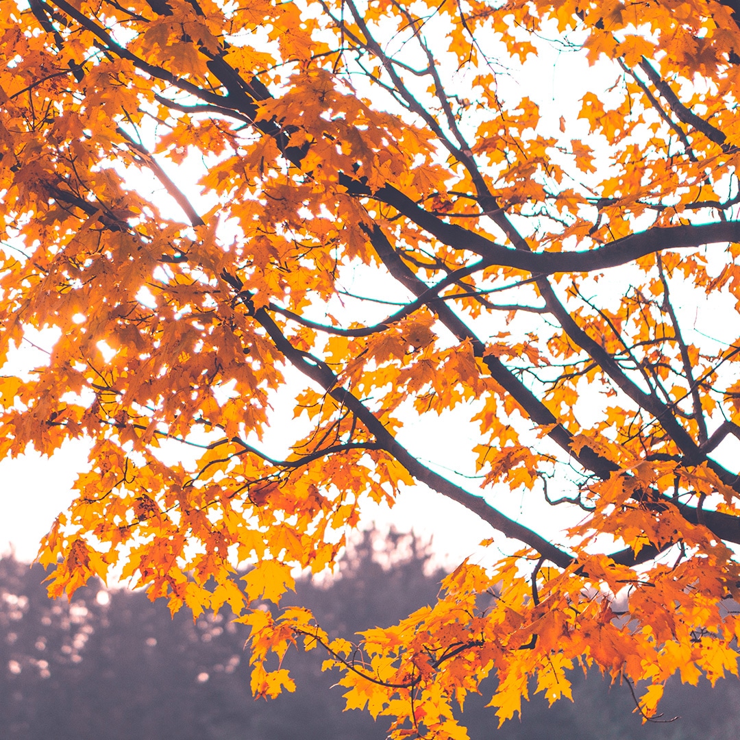 Fall Tree Care Tips - Elite Tree Care