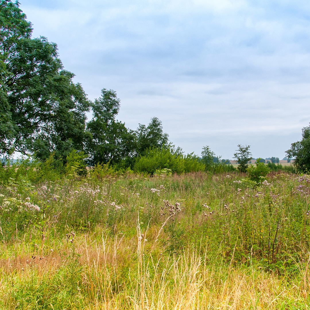 Lot Clearing Tips | Elite Tree Care
