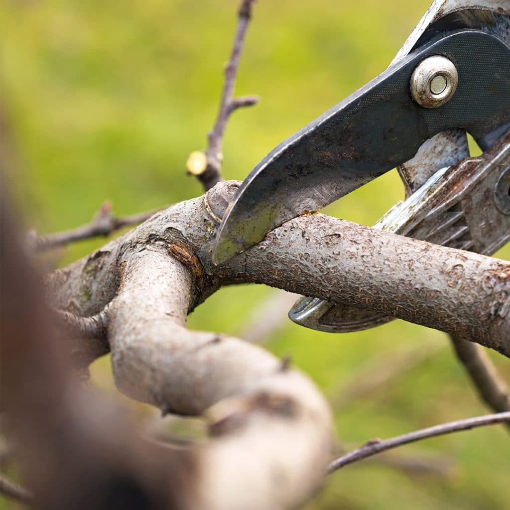 Winter Tree Pruning | Elite Tree Care
