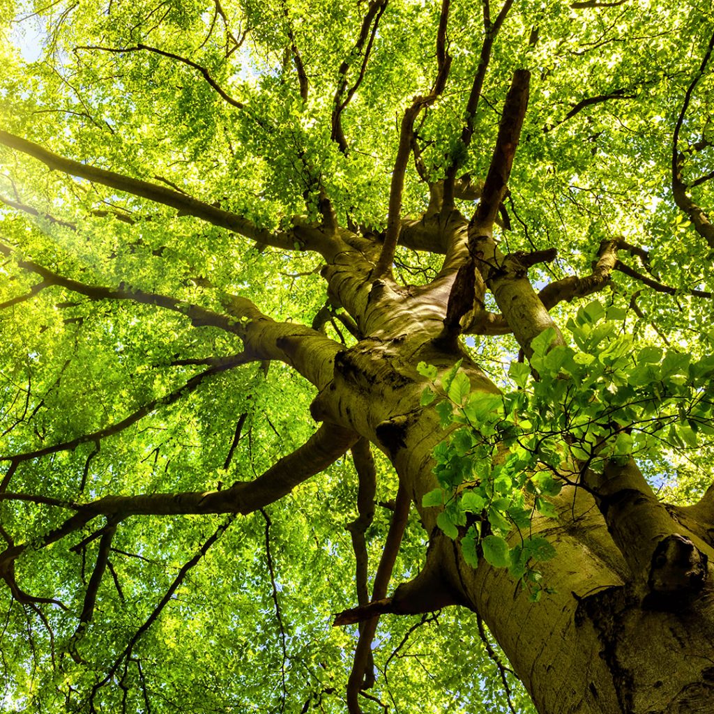 Cabling and Bracing | Elite Tree Care