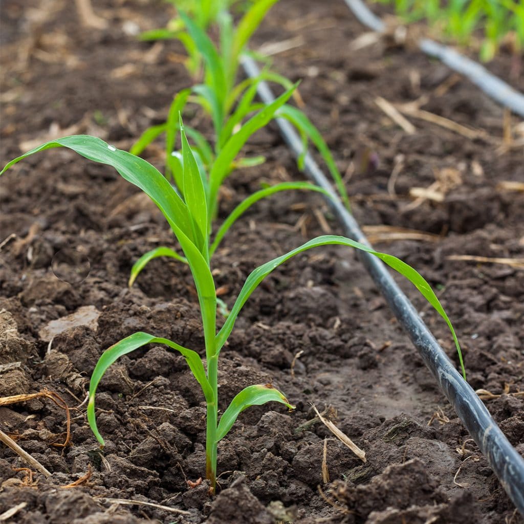 Deep Root Fertilization | Elite Tree Care