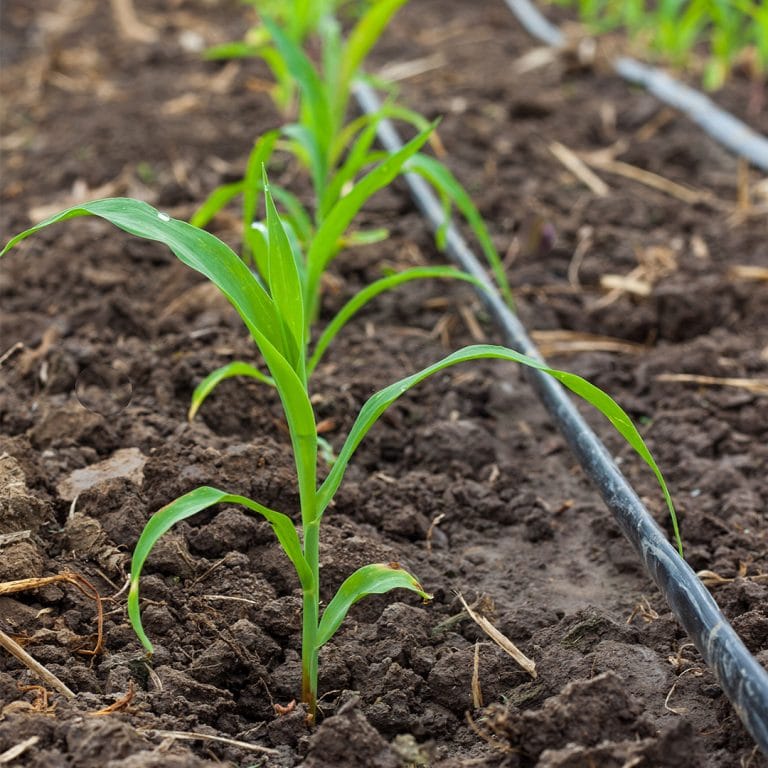 Deep Root Fertilization | Elite Tree Care