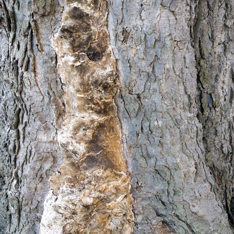 Common Tree Disease | Elite Tree Care