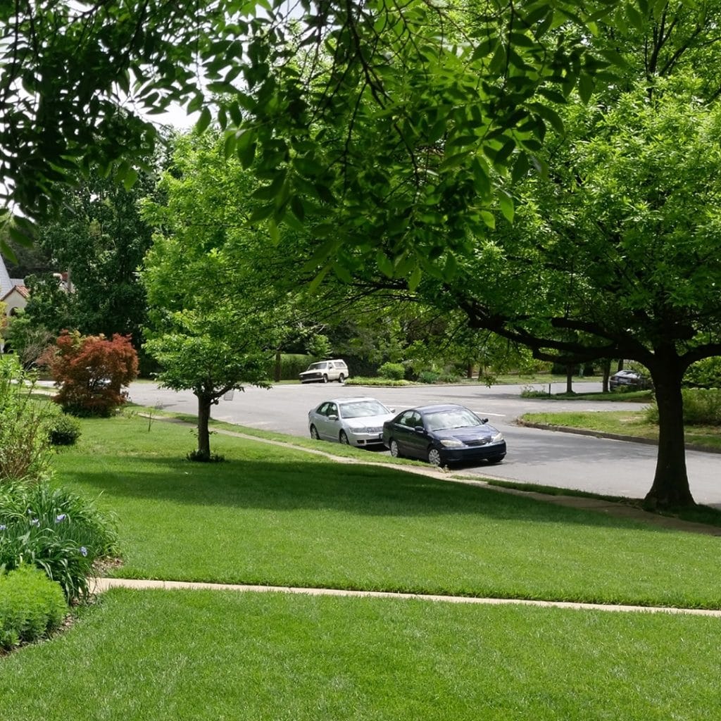 What is Tree Topping | Elite Tree Care