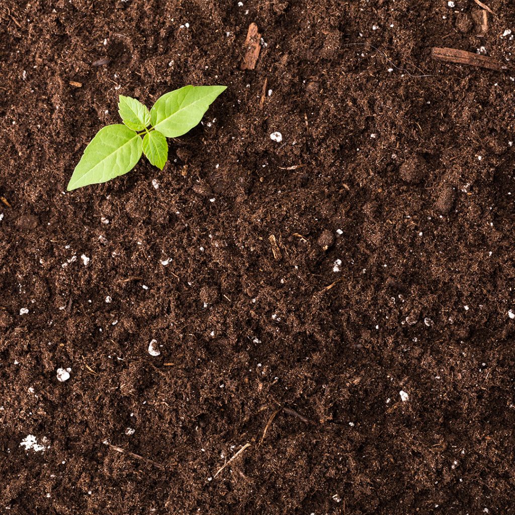 Importance of Soil Care - Elite Tree Care