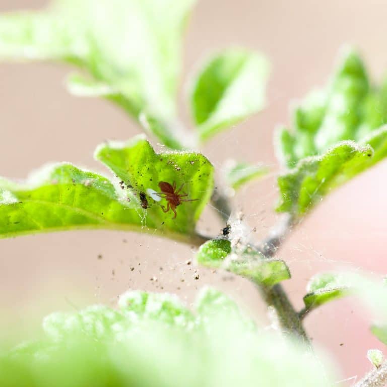 Tree Mites Treatment - Elite Tree Care