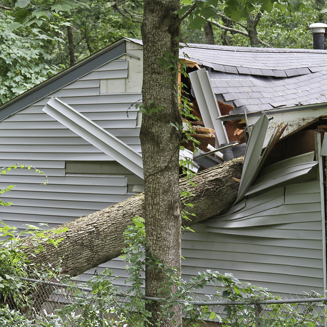 Three Best Ways to Prevent Storm Damage - Elite Tree Care
