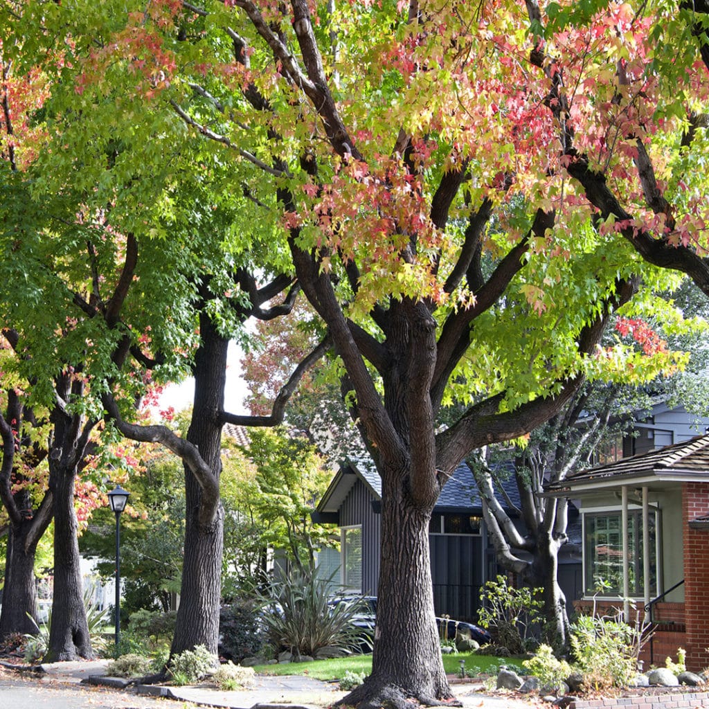 Pruning Responsibilities for Overhanging Tree Branches - Elite Tree Care