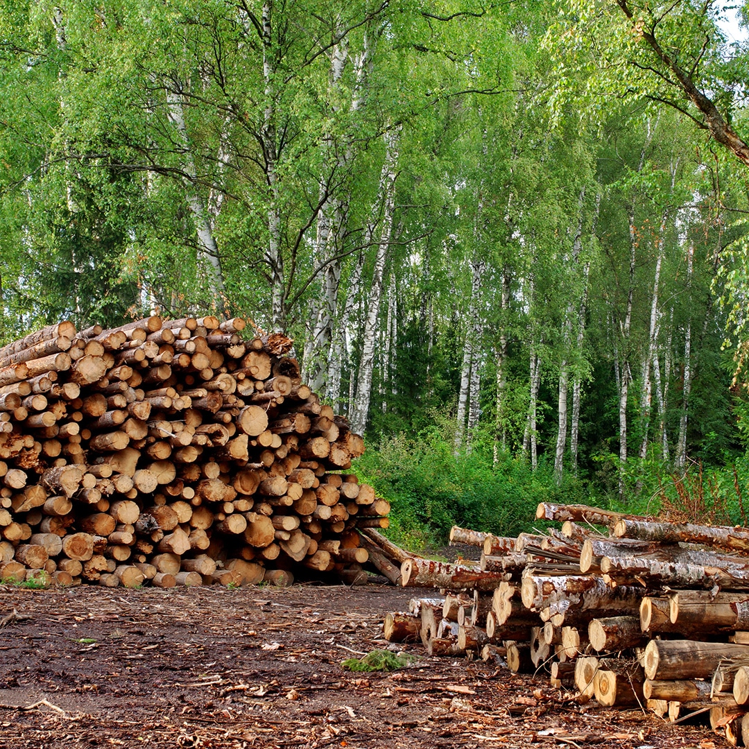 Lot Clearing Tips - Elite Tree Care