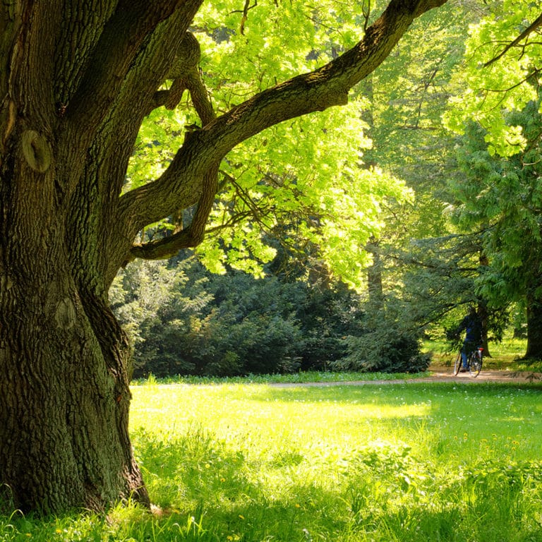 3 Signs of Healthy Tree Growth - Elite Tree Care