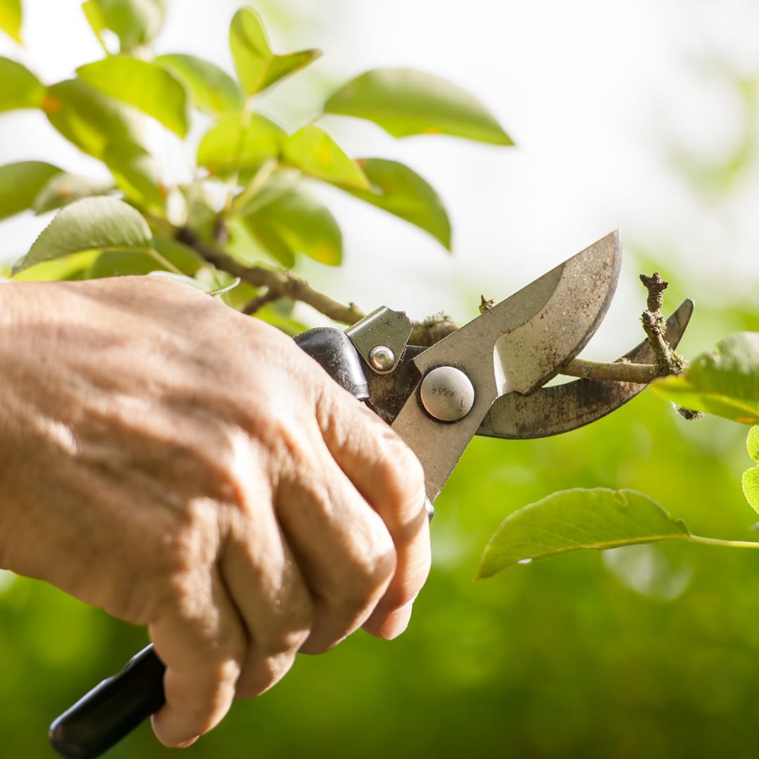 Proper tree pruning techniques - Elite Tree Care Proper tree pruning techniques - Elite Tree Care