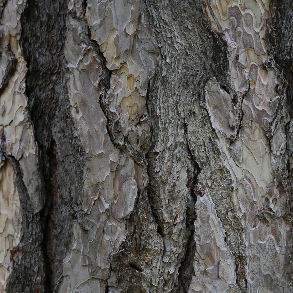 Tree Scale - Elite Tree Care