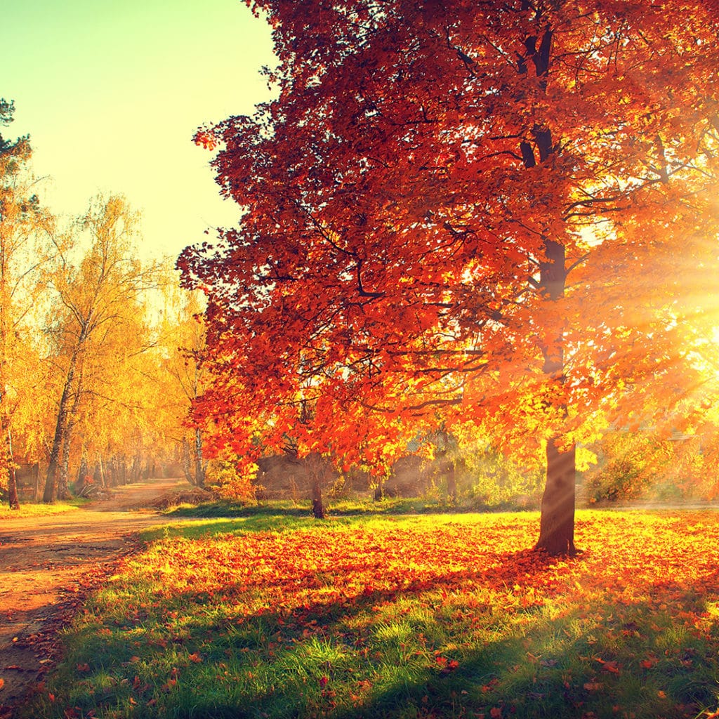 Early Leaf Drop Causes - Elite Tree Care