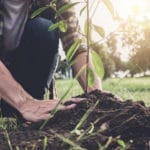 Proper Tree Planting Spots - Elite Tree Care