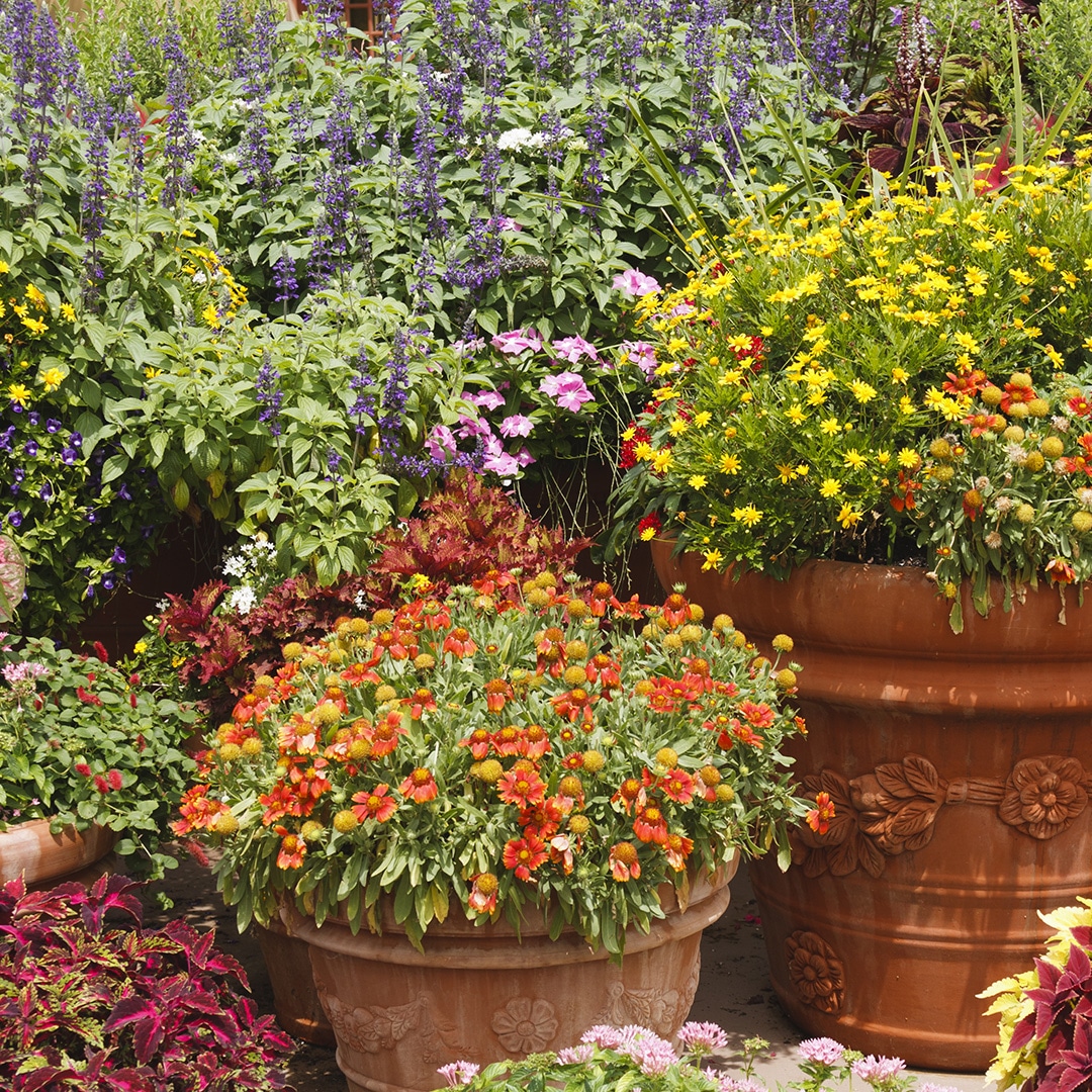 Evaluating Plant Health - Elite Tree Care