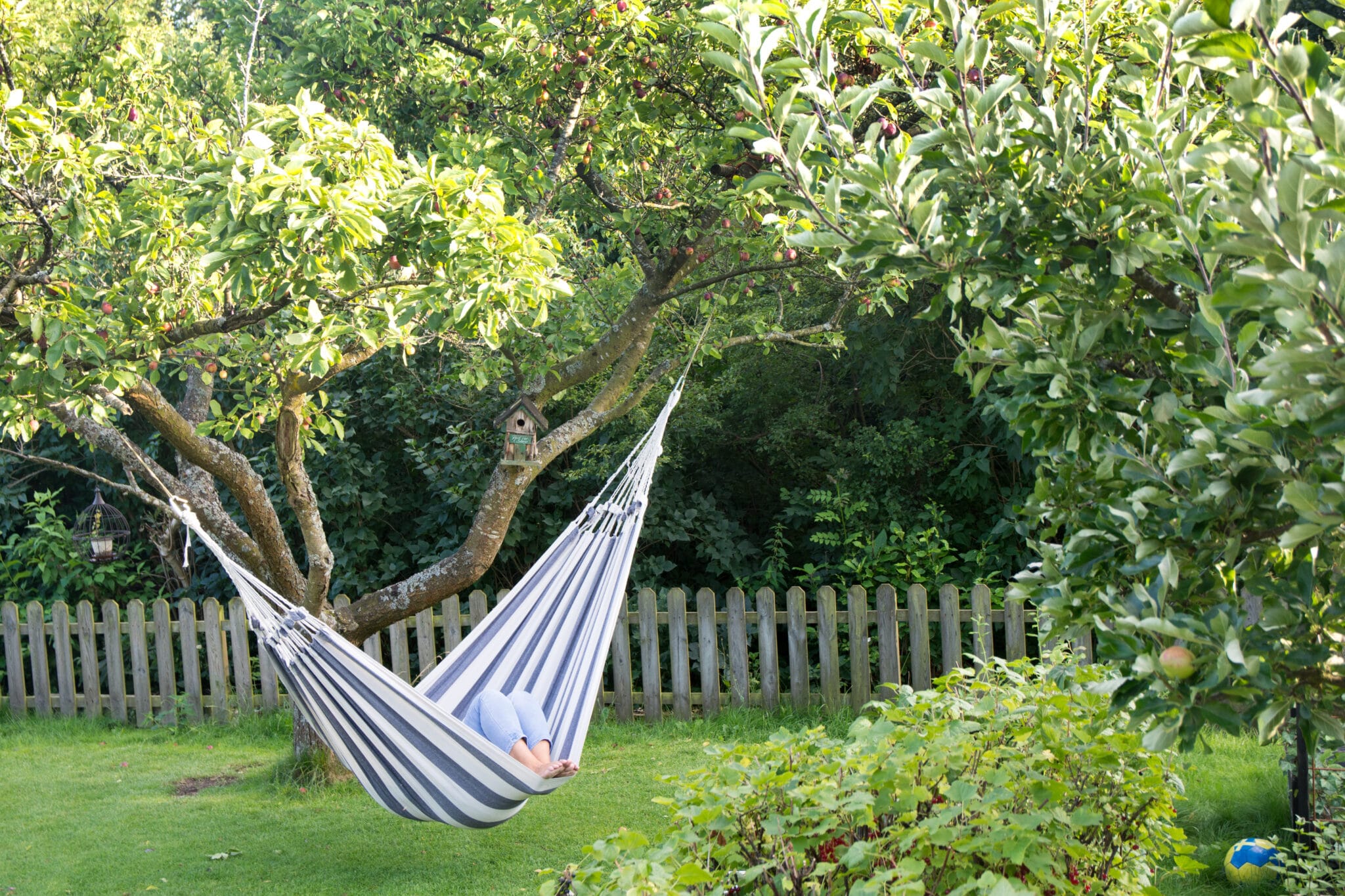 Tips for Summer Tree Pruning Tips - Elite Tree Care