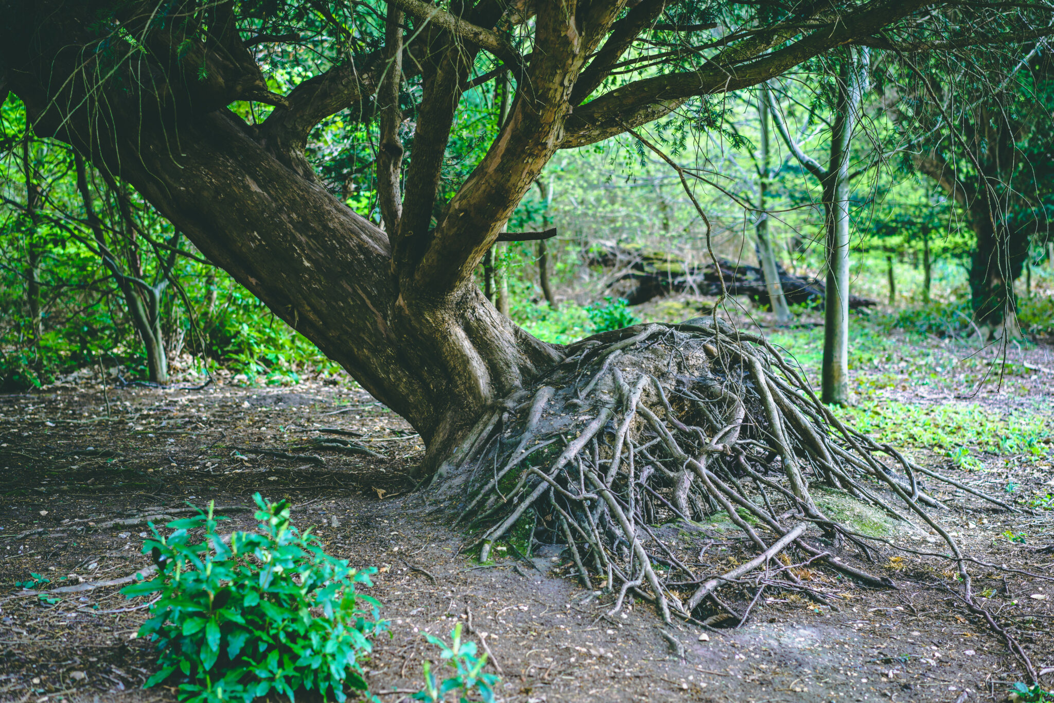 Treating Tree Problems - Elite Tree Care