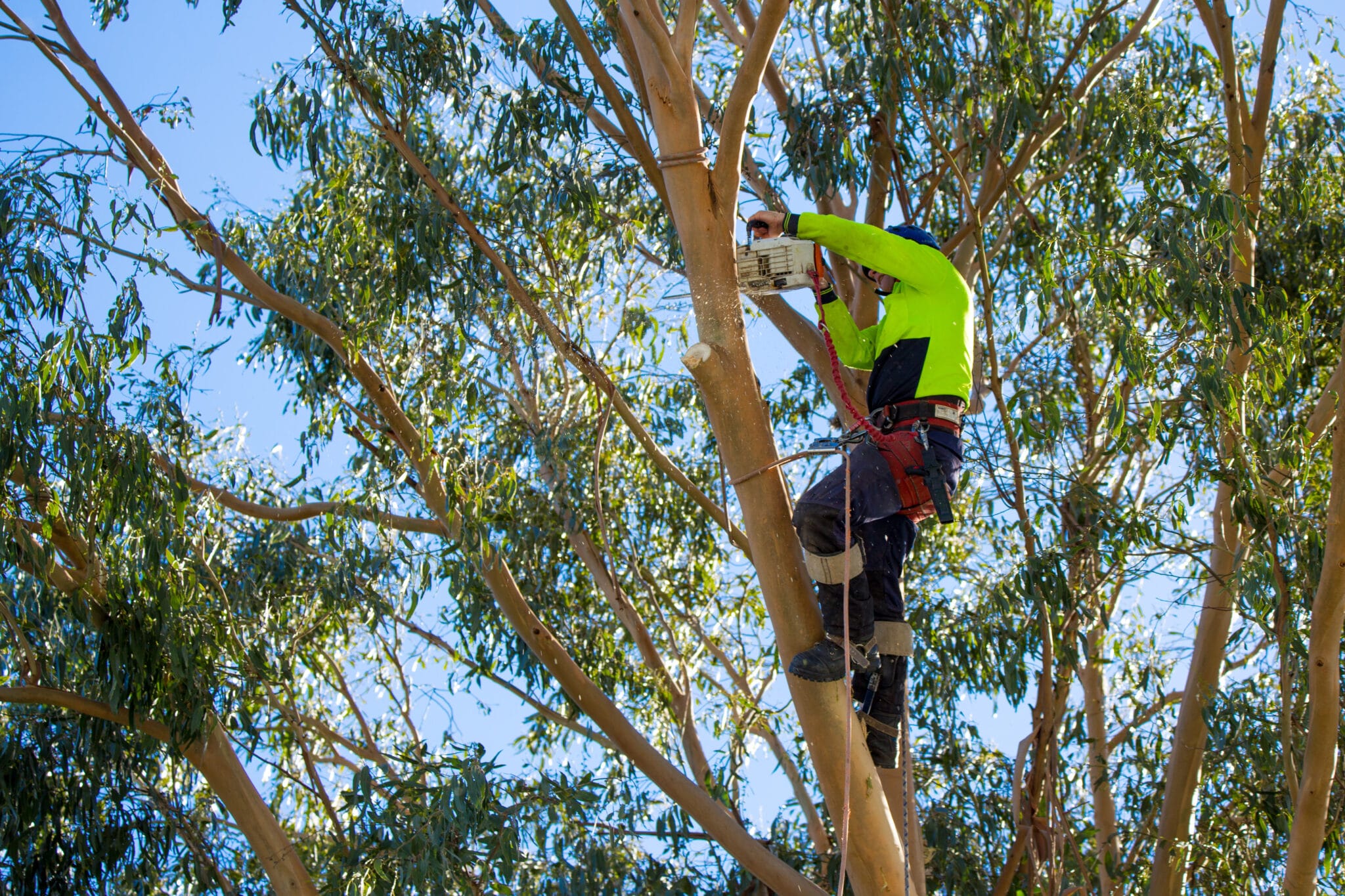 Need Professional Tree Removal - Elite Tree Care