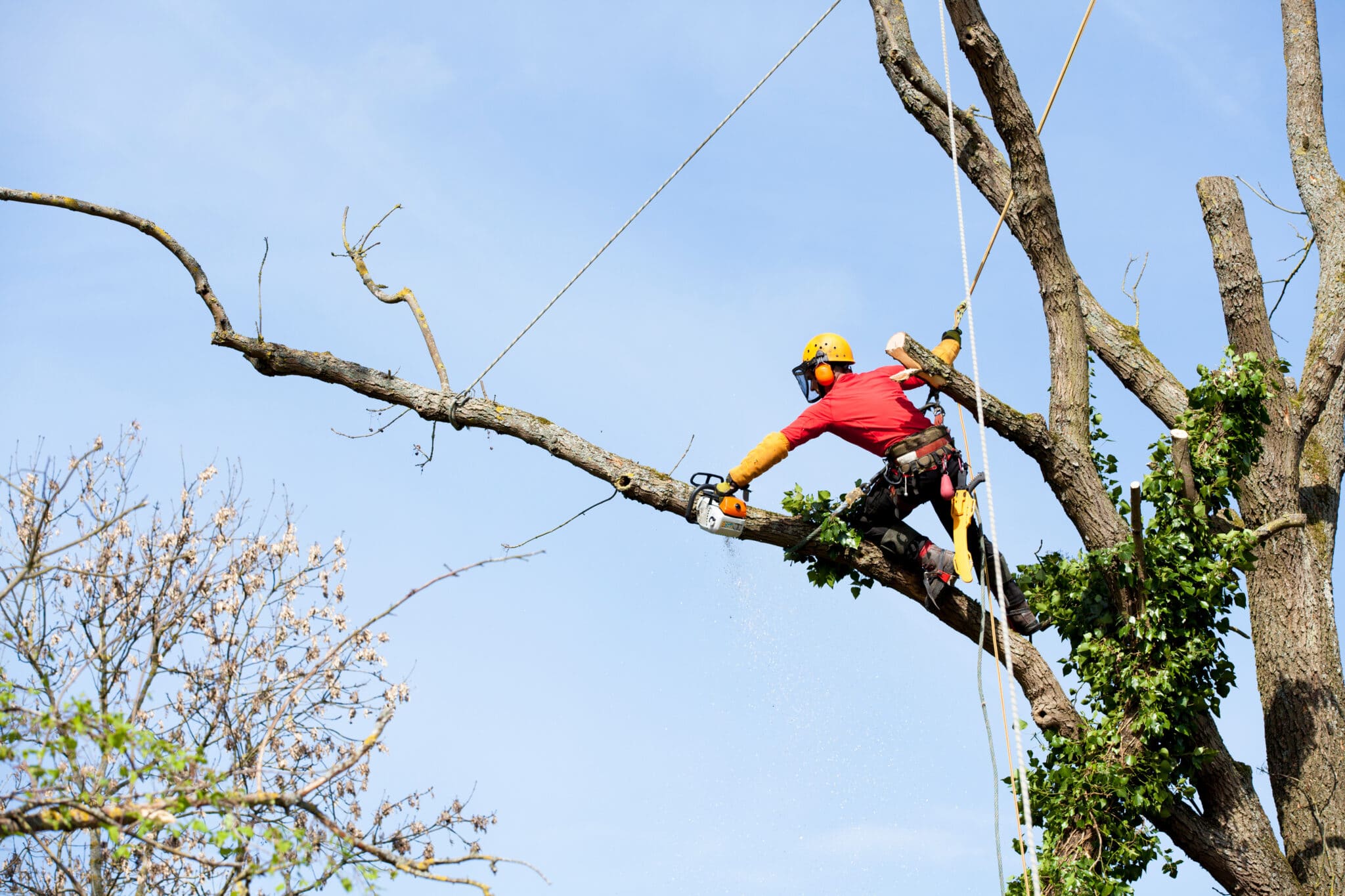 Stop Tree Pruning - Elite Tree Care