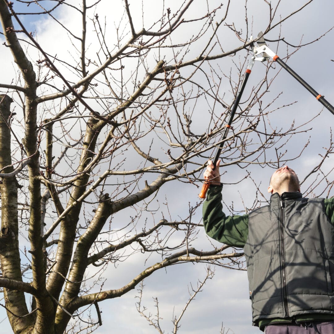 Winter Tree Pruning Process - Elite Tree Care