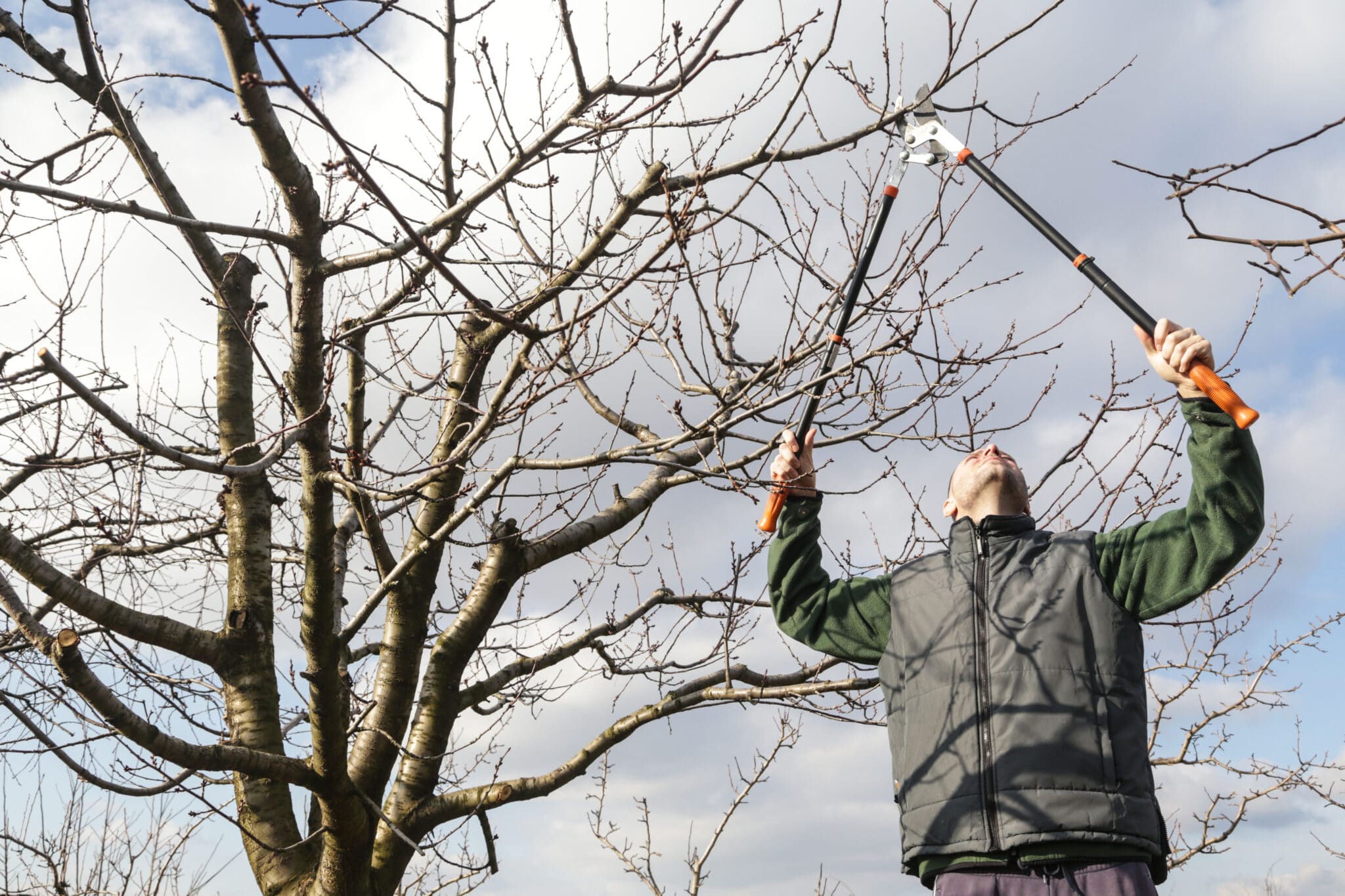 Tree Pruning Timeline - Elite Tree Care Tree Pruning Timeline - Elite Tree Care