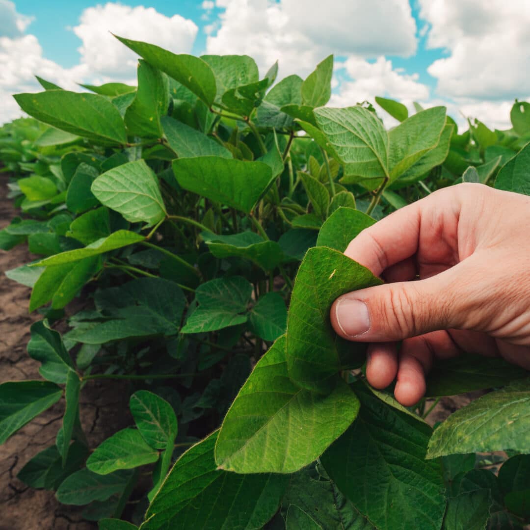 Maintaining Plant Health Tips - Elite Tree Care