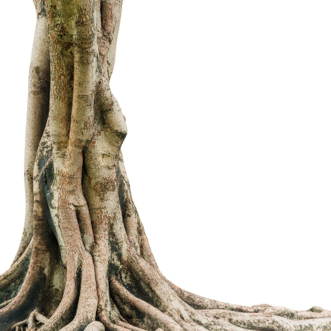 Root Care - Elite Tree Care