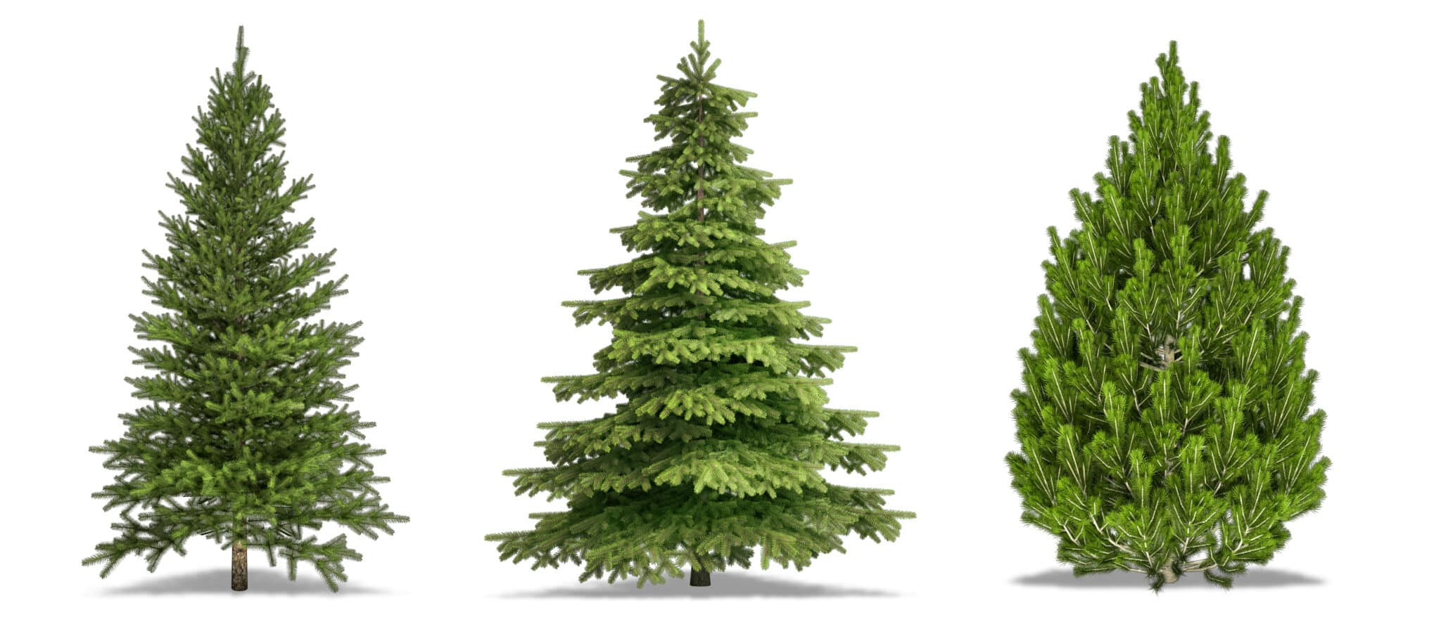 Compost Tree - Elite Tree Care