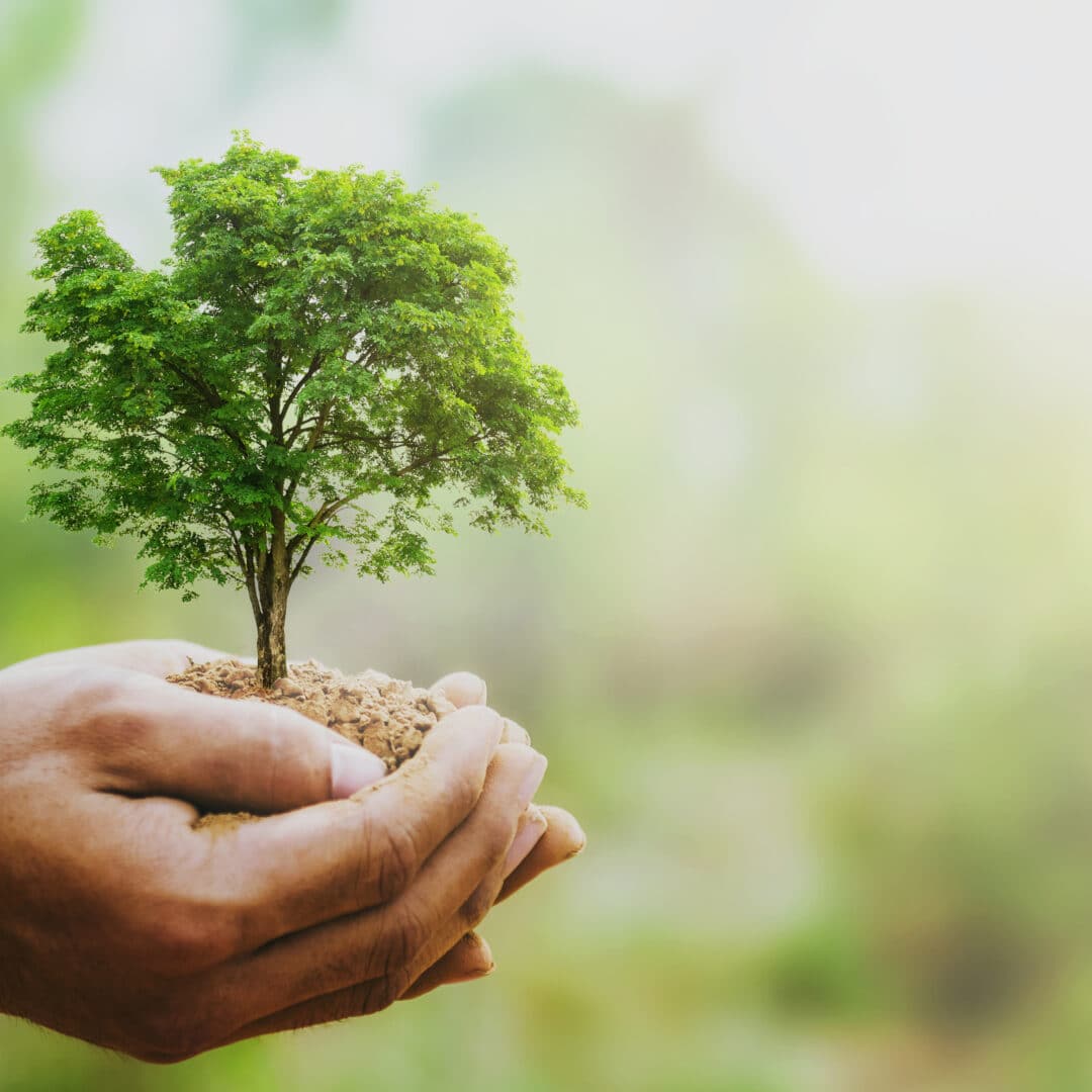 Professional Tree Care - Elite Tree Care