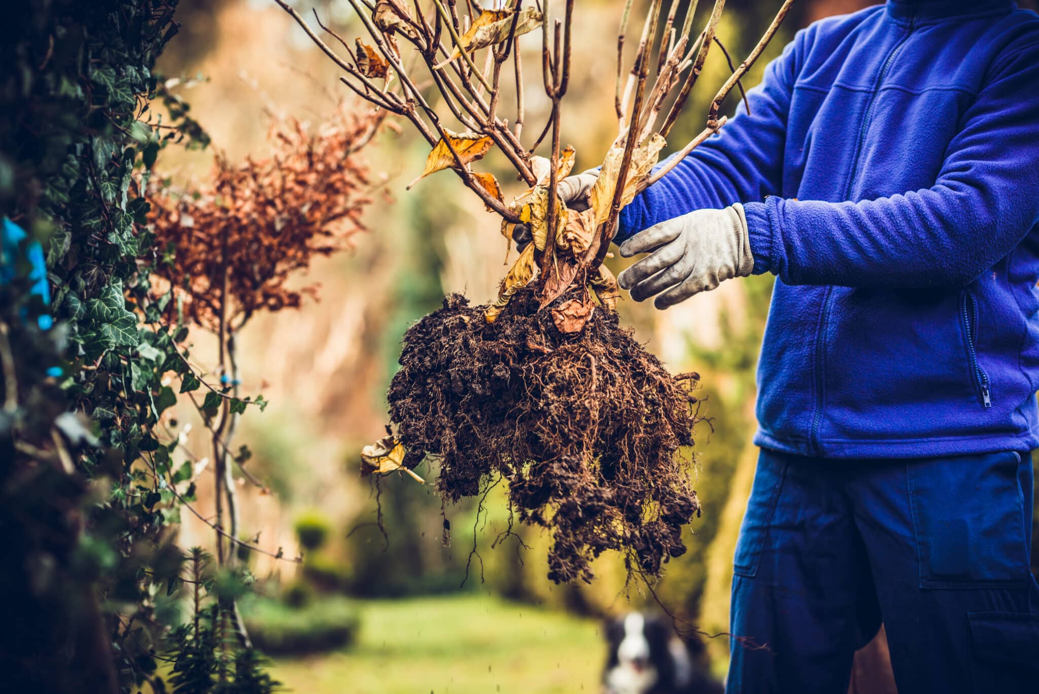 Transplanting a Tree - Elite Tree Care