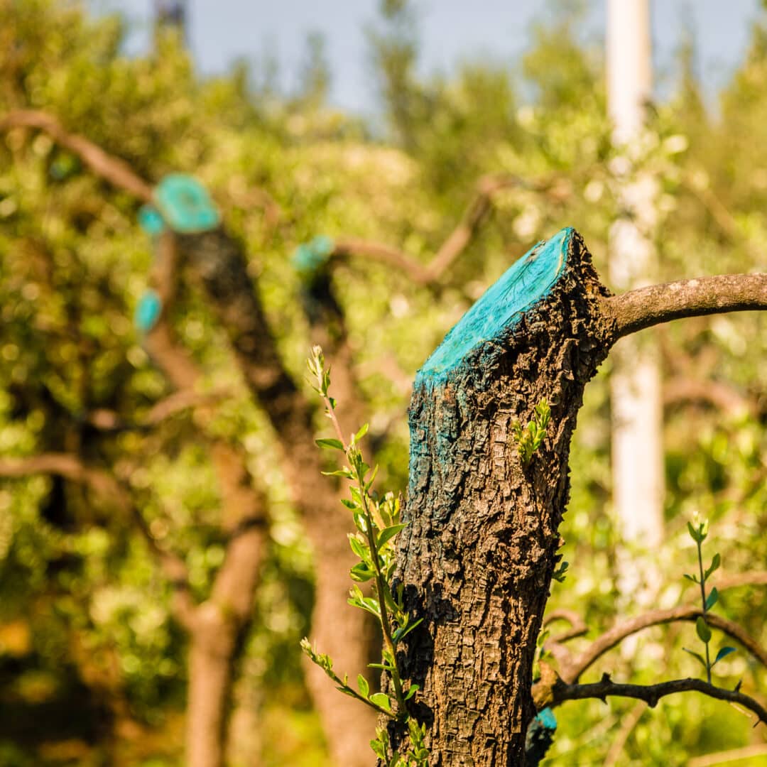 Tree Pruning Sealers - Elite Tree Care