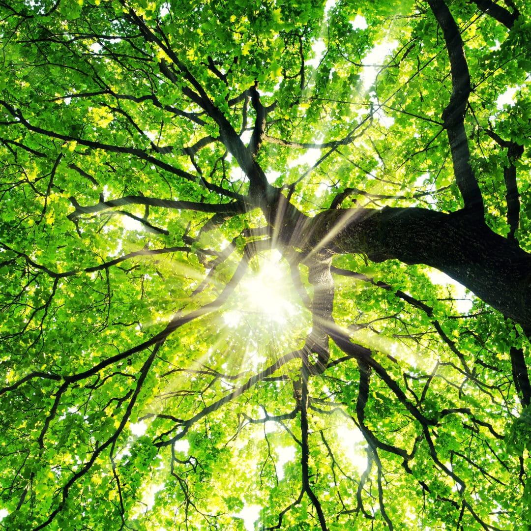 Reasons and Alternatives for Tree Removal - Elite Tree Care