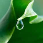 Plant Guttation - Elite Tree Care