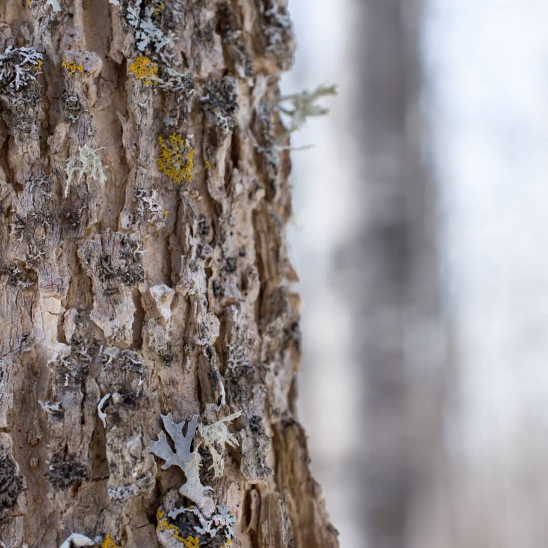 Common Fall Tree Pests - Elite Tree Care