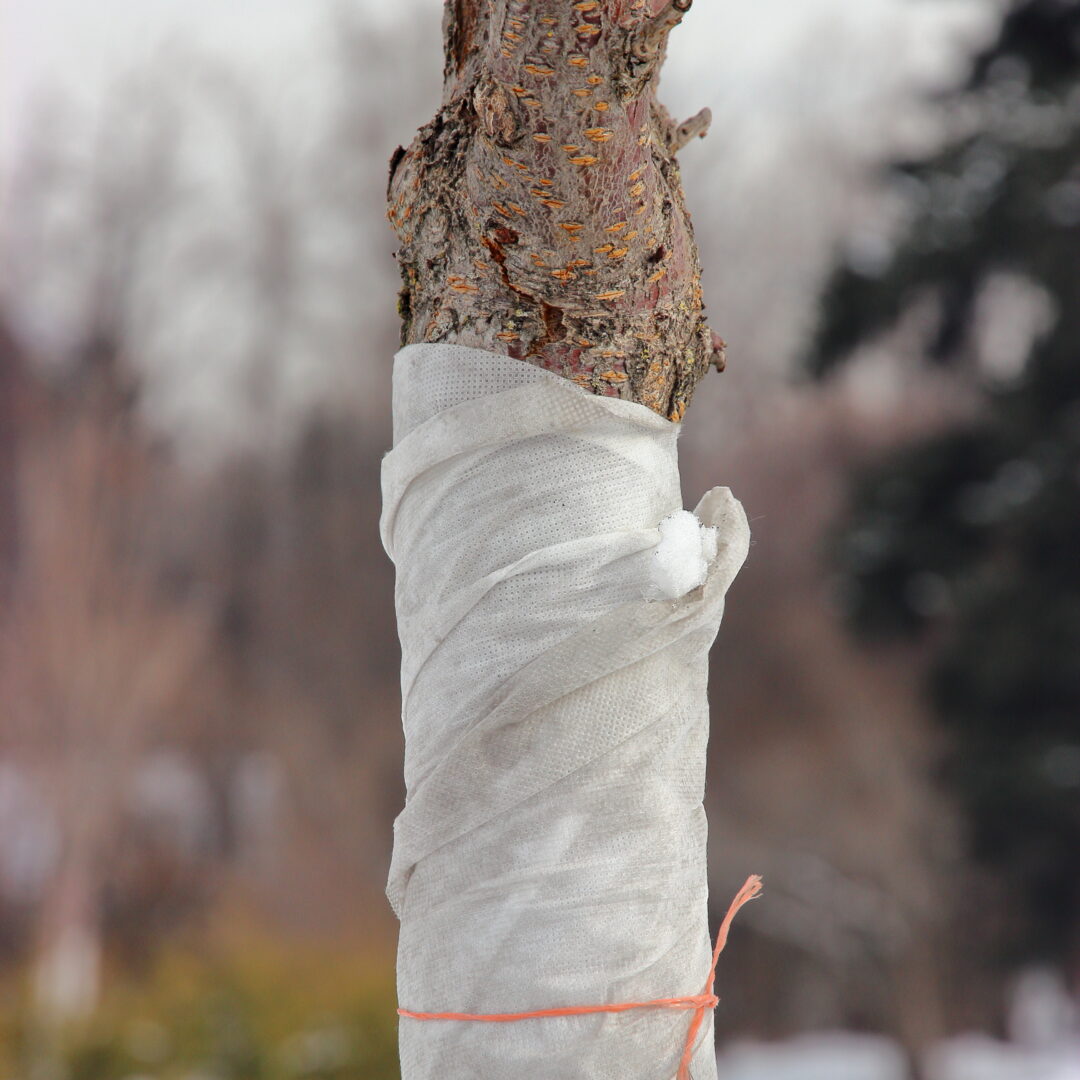 Tree Wrap - Elite Tree Care