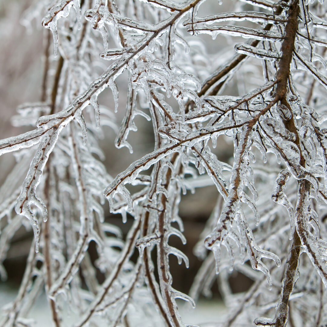 Tree Ice Protection Methods for Winter Safety