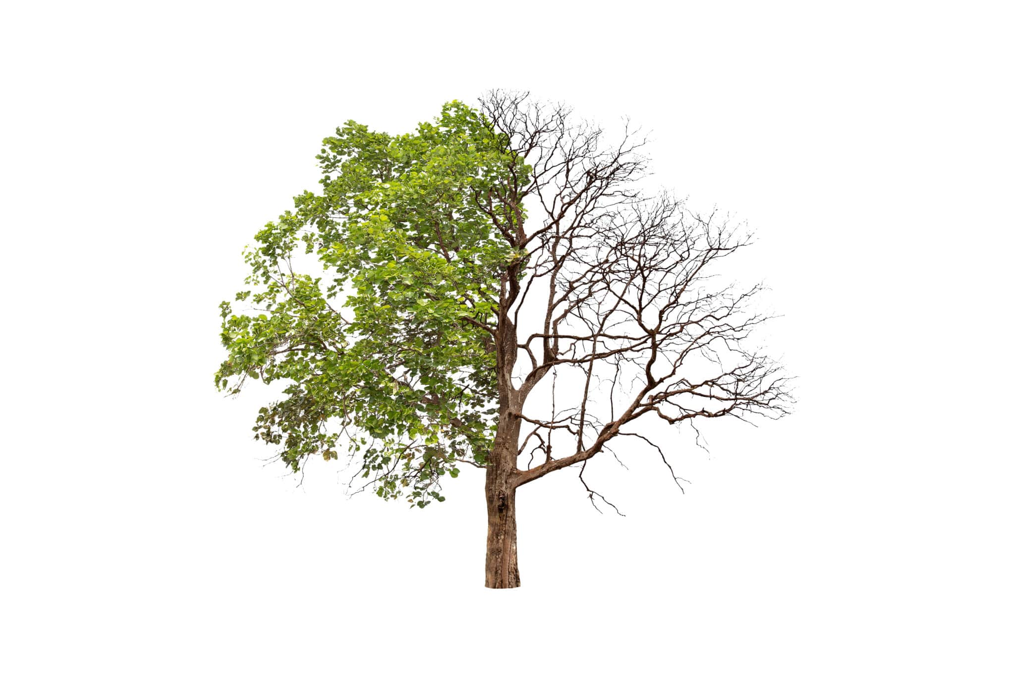 Why Some Branches Die - Elite Tree Care