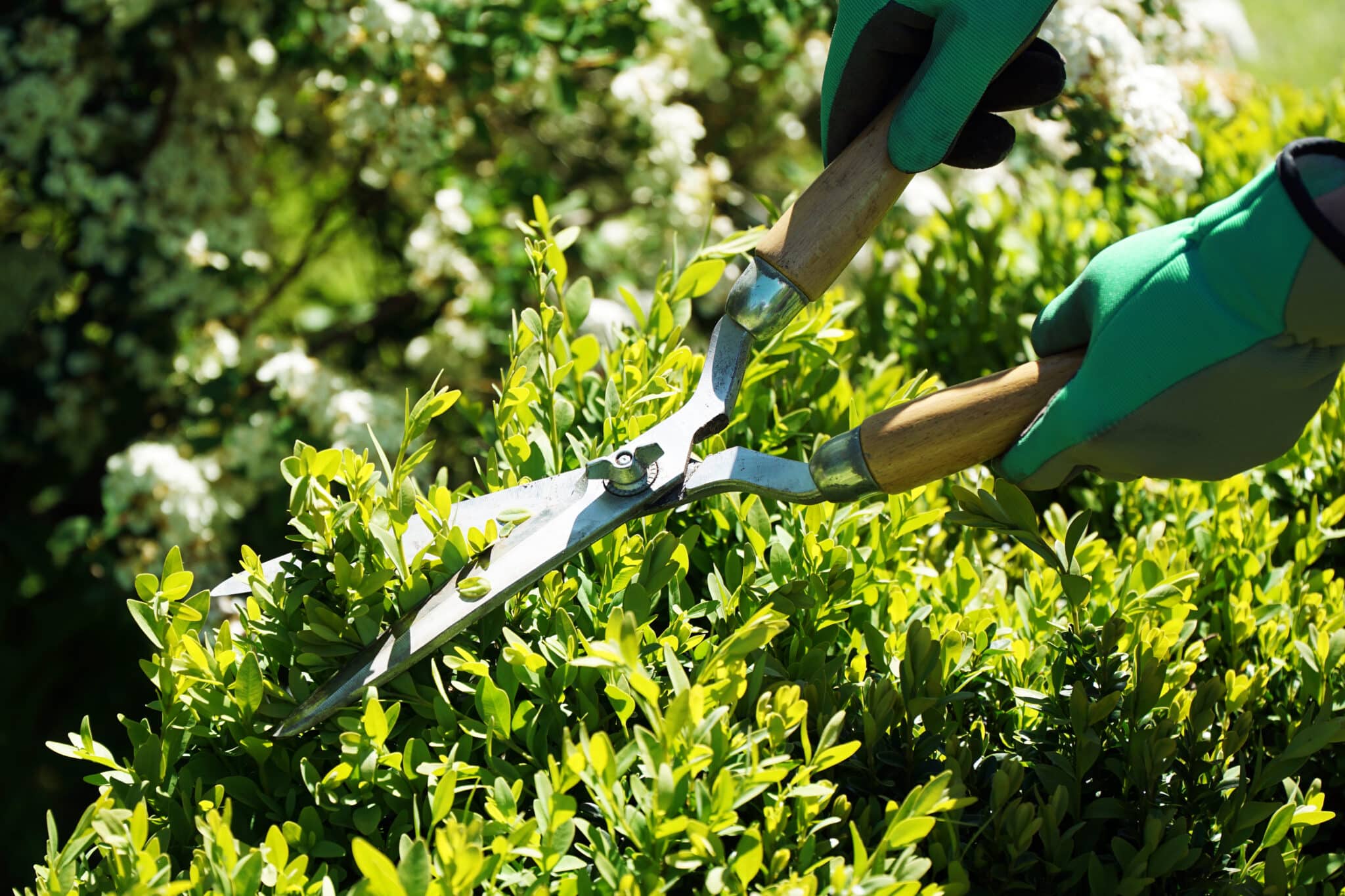Reasons to Prune this Summer - Elite Tree Care