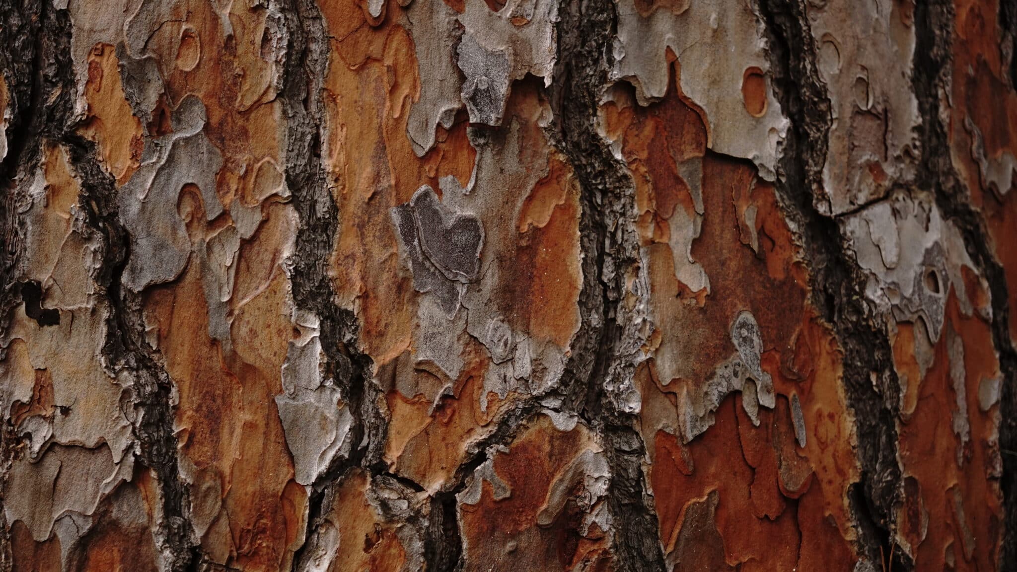 Cracked Tree Trunk Causes - Elite Tree Care