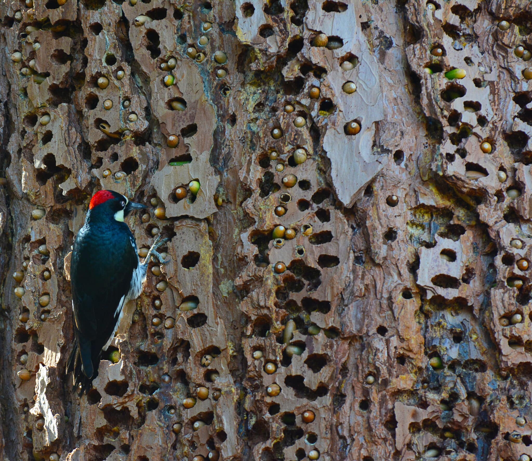 Tiny Tree Holes Causes and What They Mean