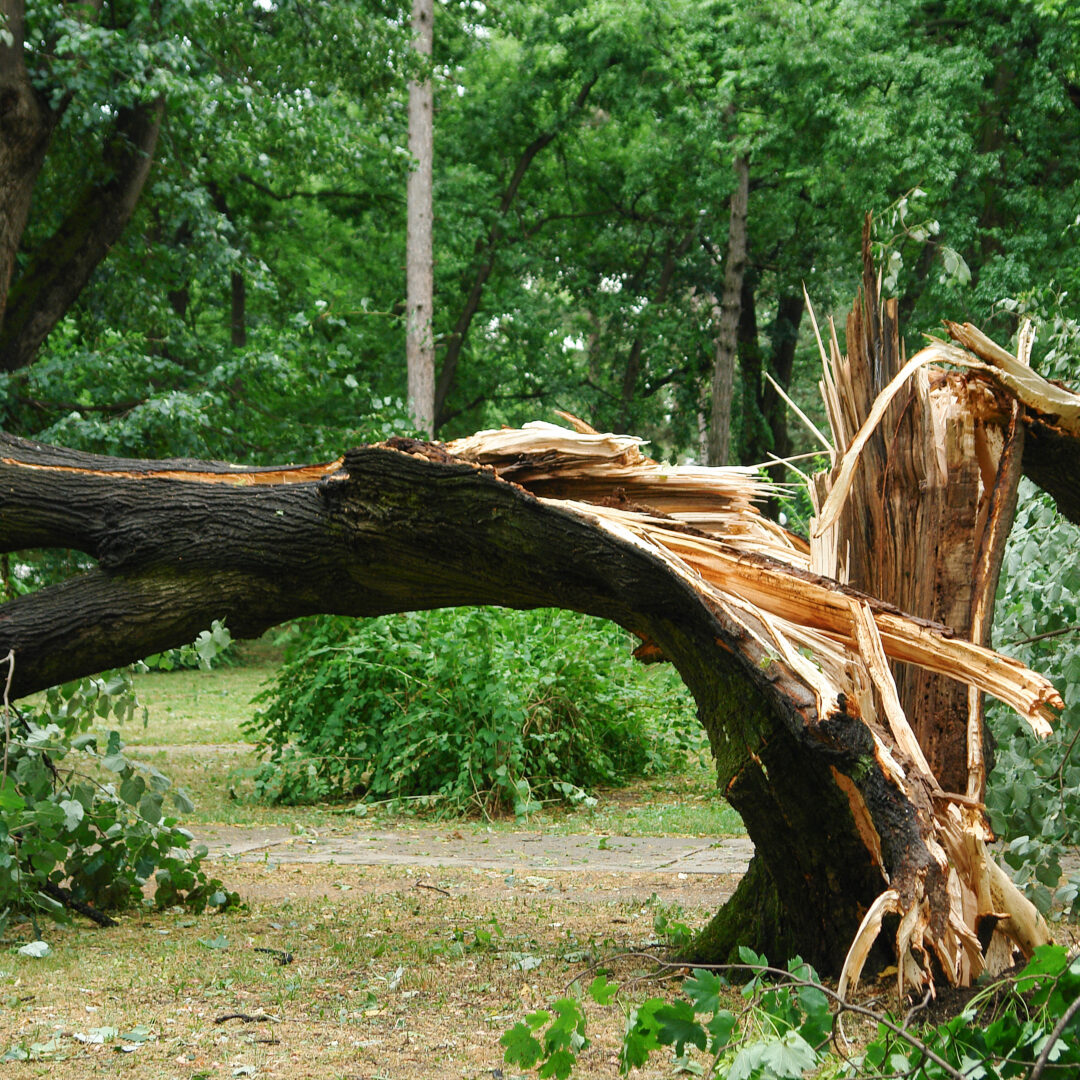 Can Trees Explode Causes Risks and Prevention Tips