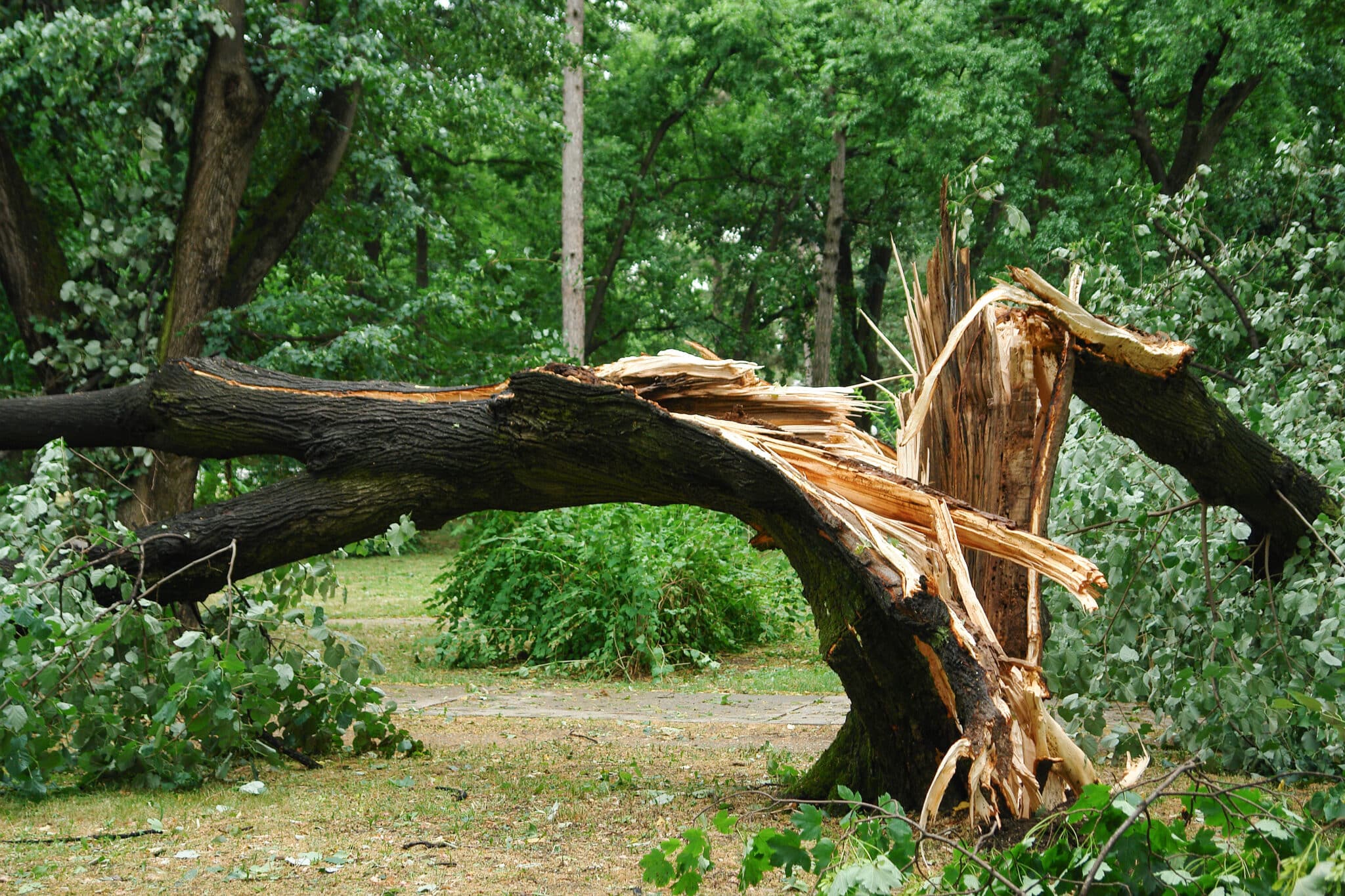Can Trees Explode Causes Risks and Prevention Tips